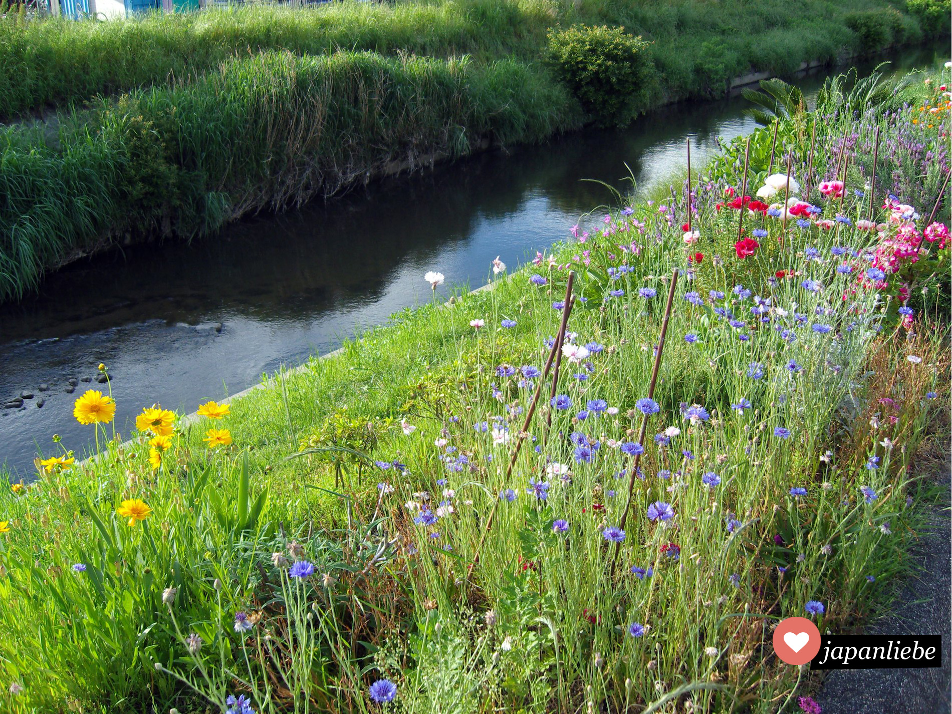 Japanische "Kleinstadt"idylle: Blumen am Flußufer - japanliebe.de