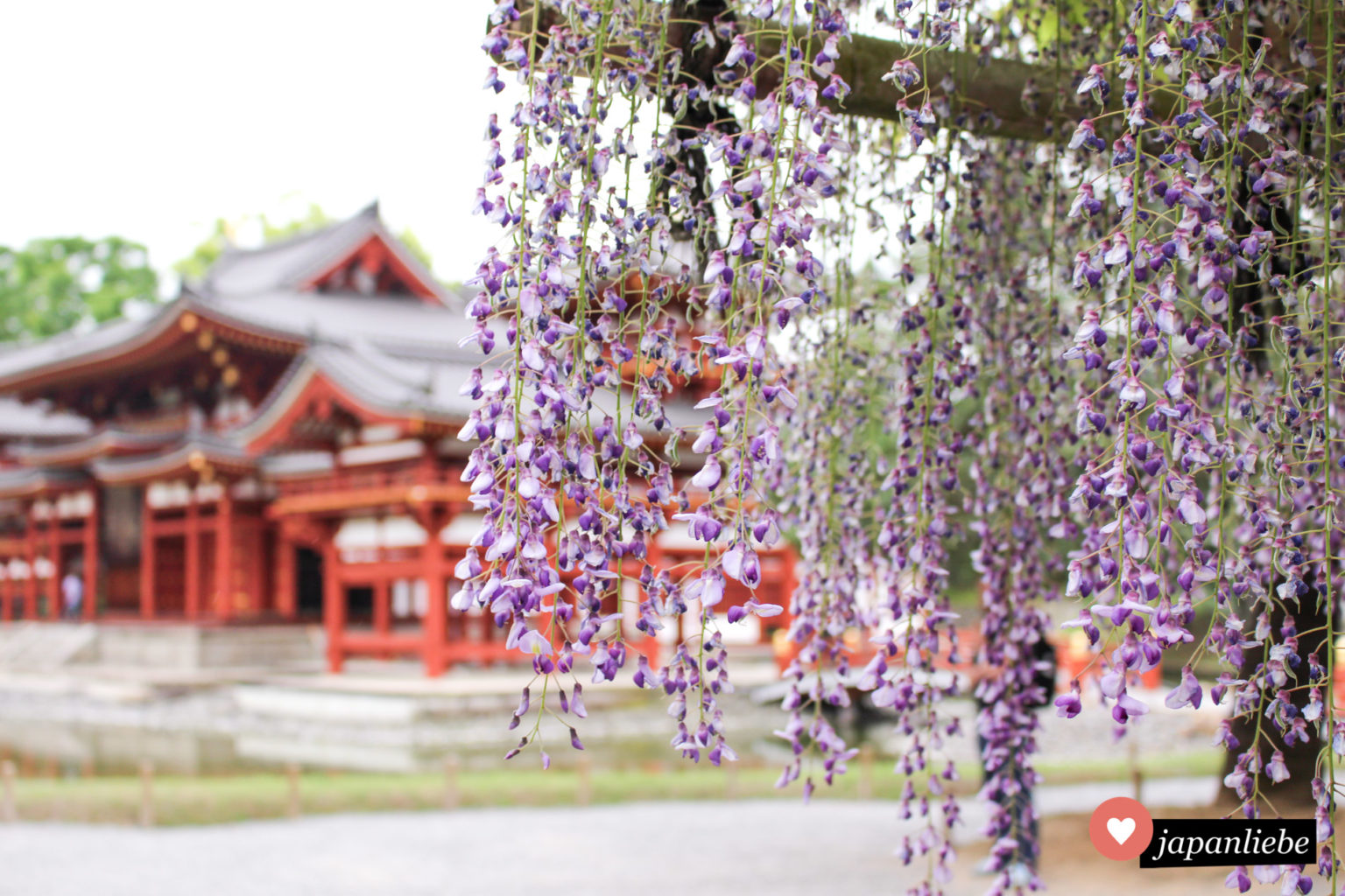 5 Gründe, im Mai nach Japan zu reisen - japanliebe.de