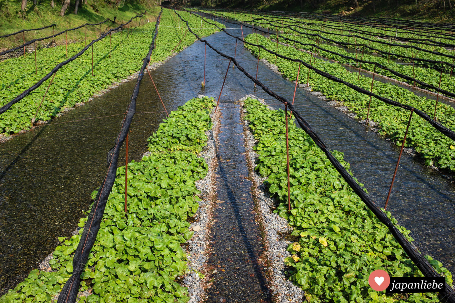 Frischer, echter wasabi - japanliebe.de