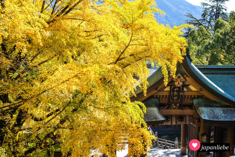 5 Gründe, Uwajima auf Shikoku zu besuchen - japanliebe.de