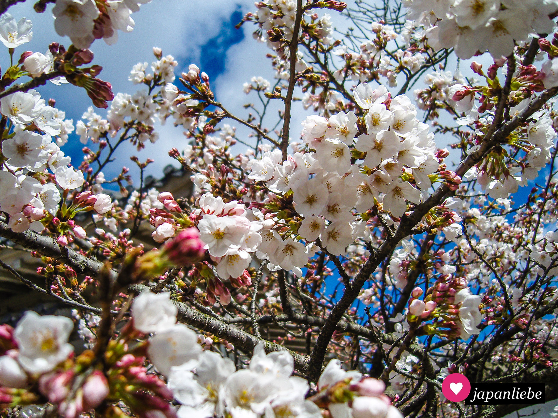 Japanreise zur Kirschblüte trotz Klimawandel planen - japanliebe.de